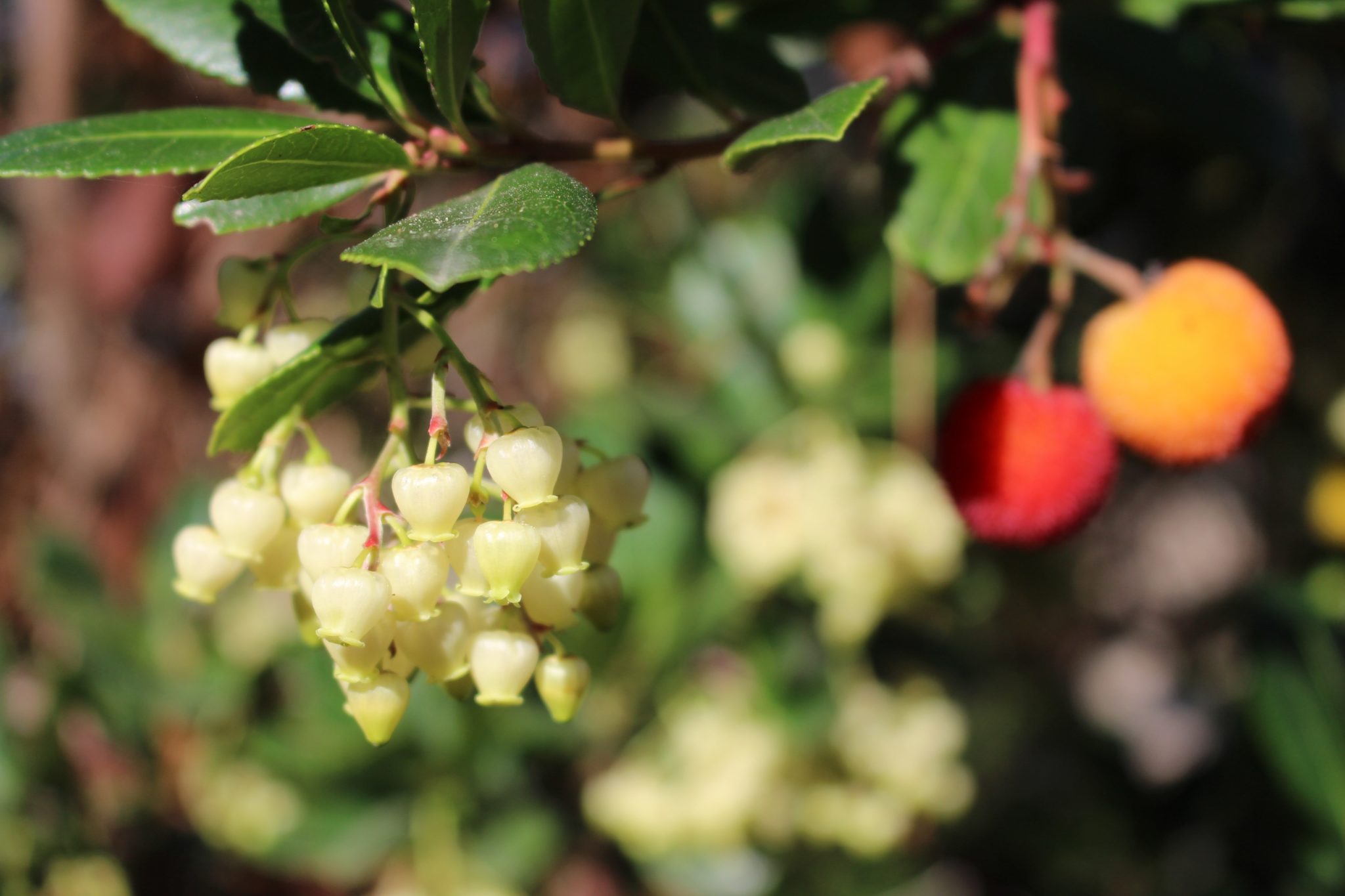 Les hôtes discrets de la Dune Dune du Pilat Nouvelle-Aquitaine 33