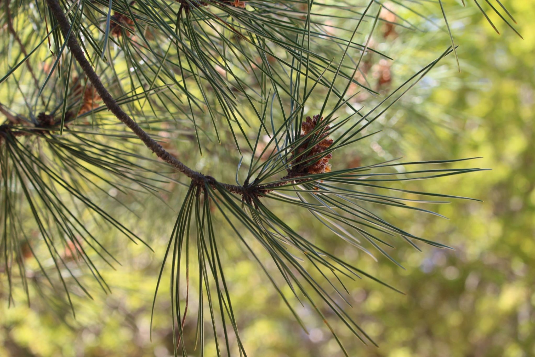 Les hôtes discrets de la Dune Dune du Pilat Nouvelle-Aquitaine 33